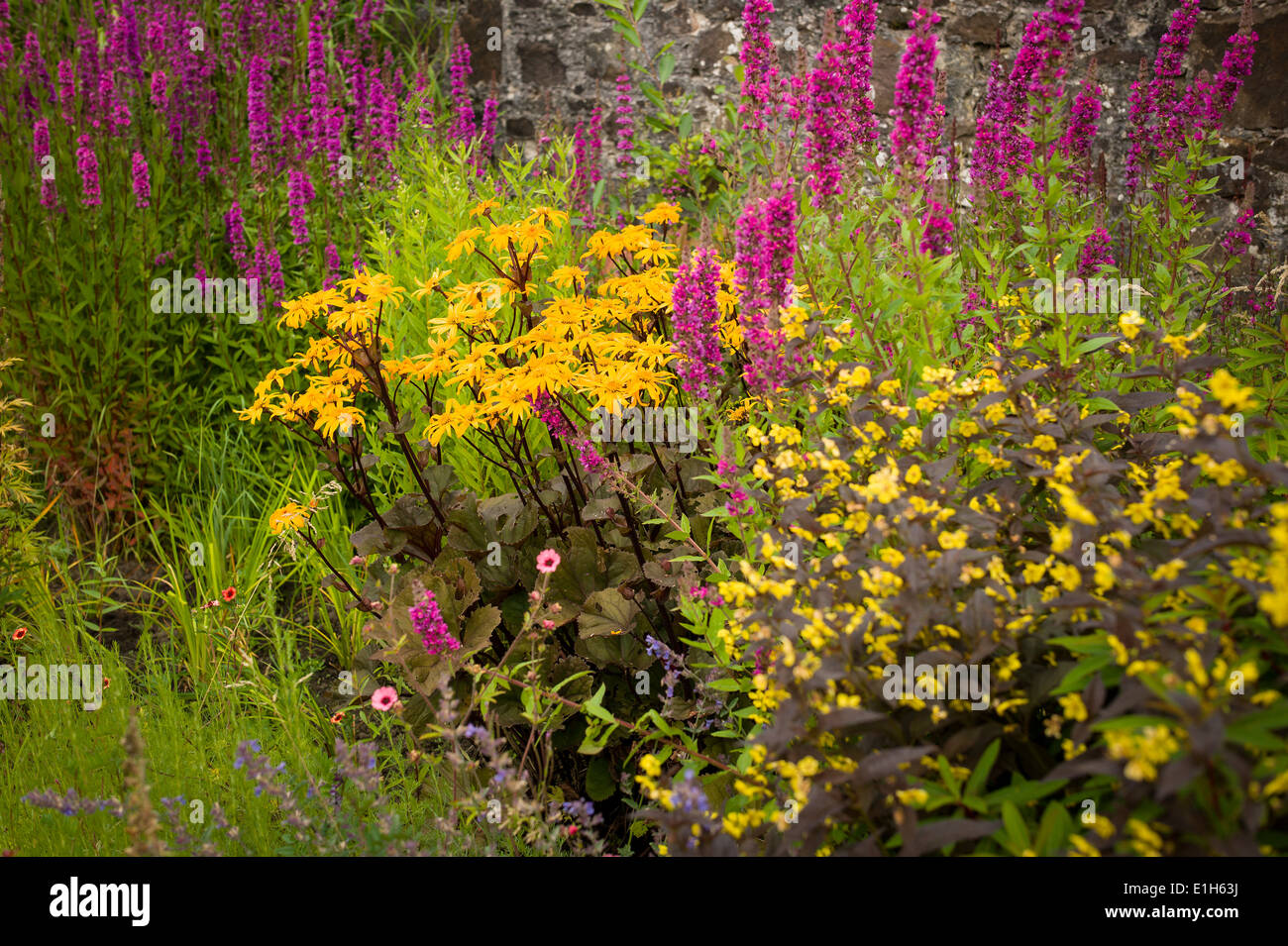 August flower border hi-res stock photography and images - Alamy