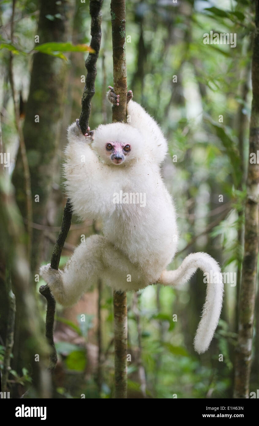 Silky Sifaka (Propithecus candidus) Marojejy National Park, Madagascar ...
