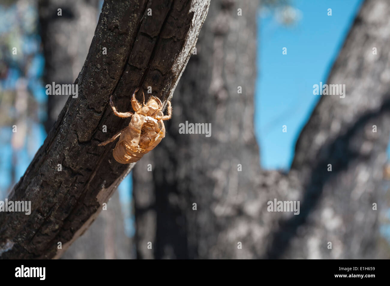 Shed skin of the Australian Cicada, having been underground for 7 years ...