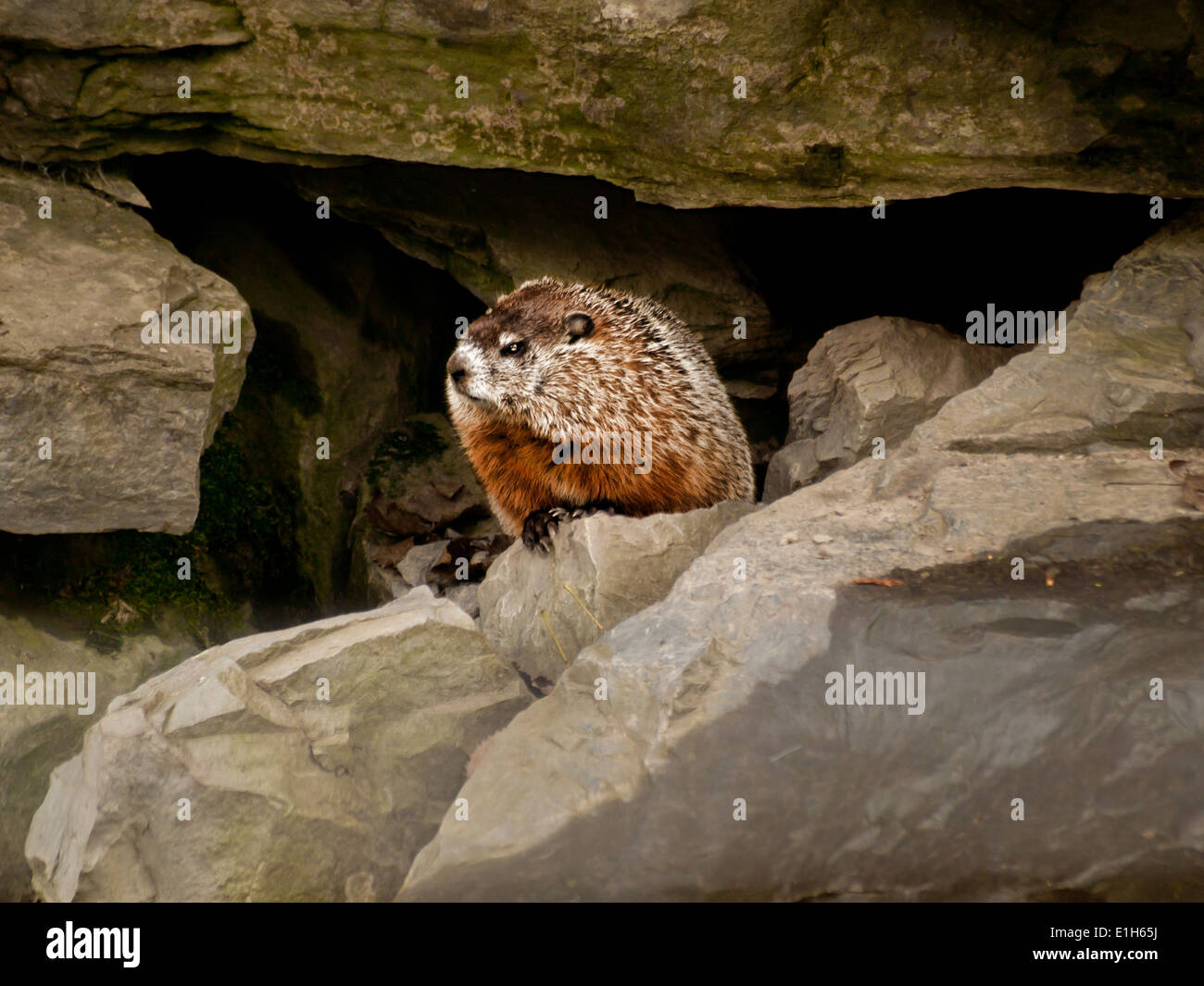 woodchuck outside his den Stock Photo - Alamy