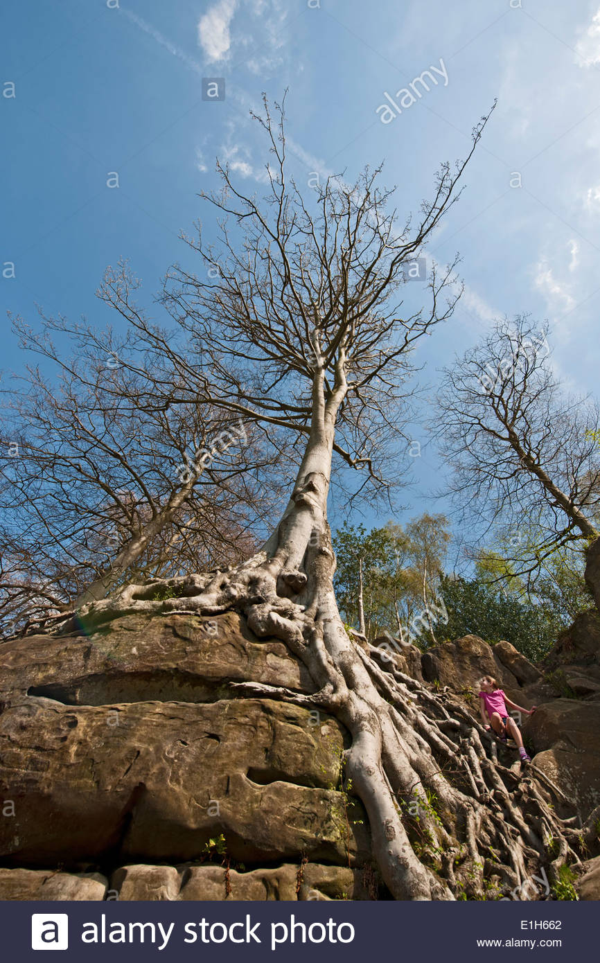 Climbing Roots