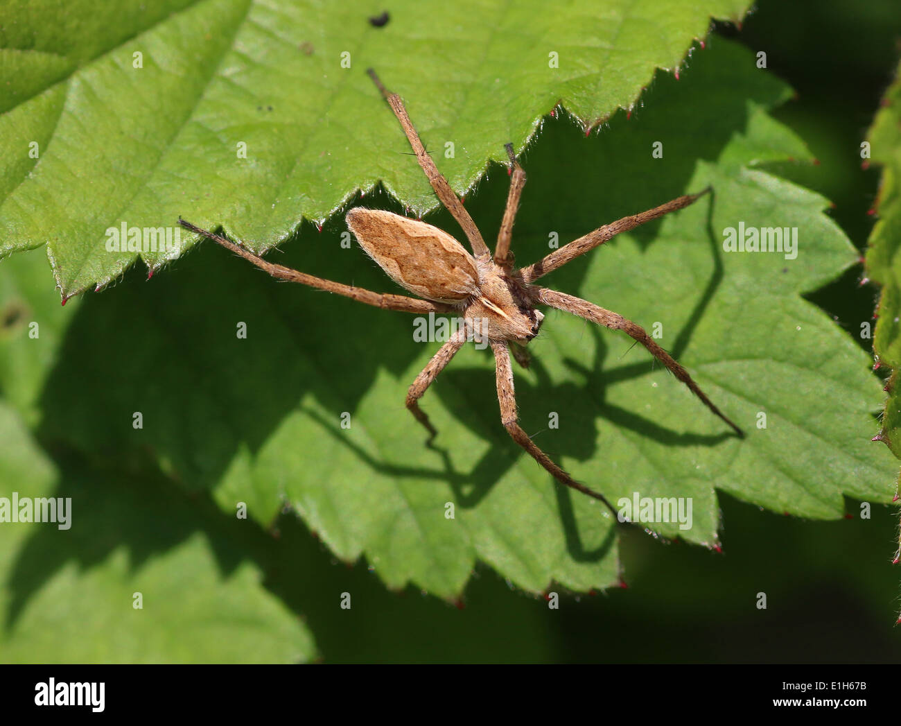 Grote wolfspin hi-res stock photography and images - Alamy