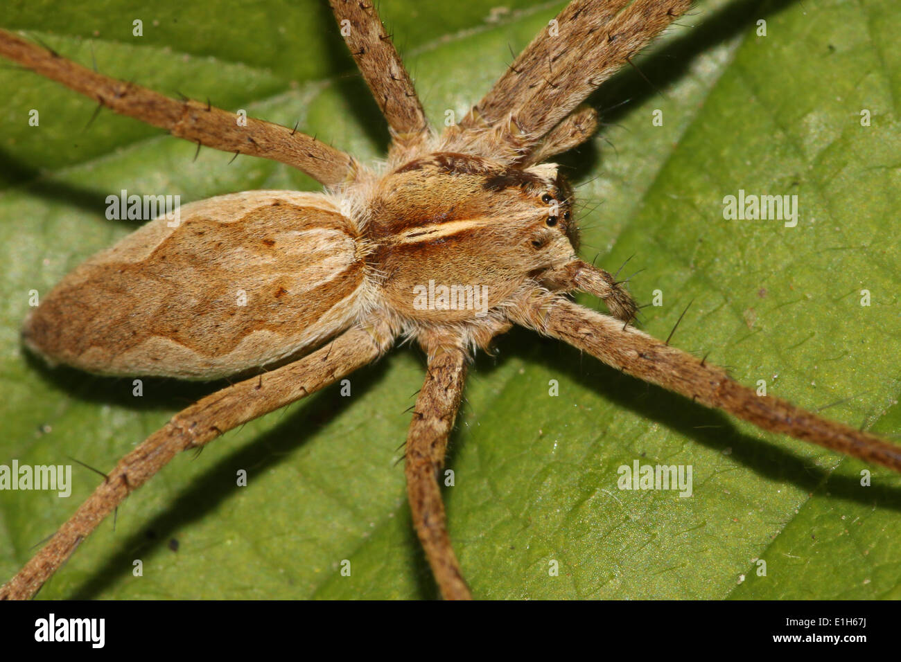 Nursery web spider or Wolf Spider (Pisaura mirabilis Stock Photo - Alamy
