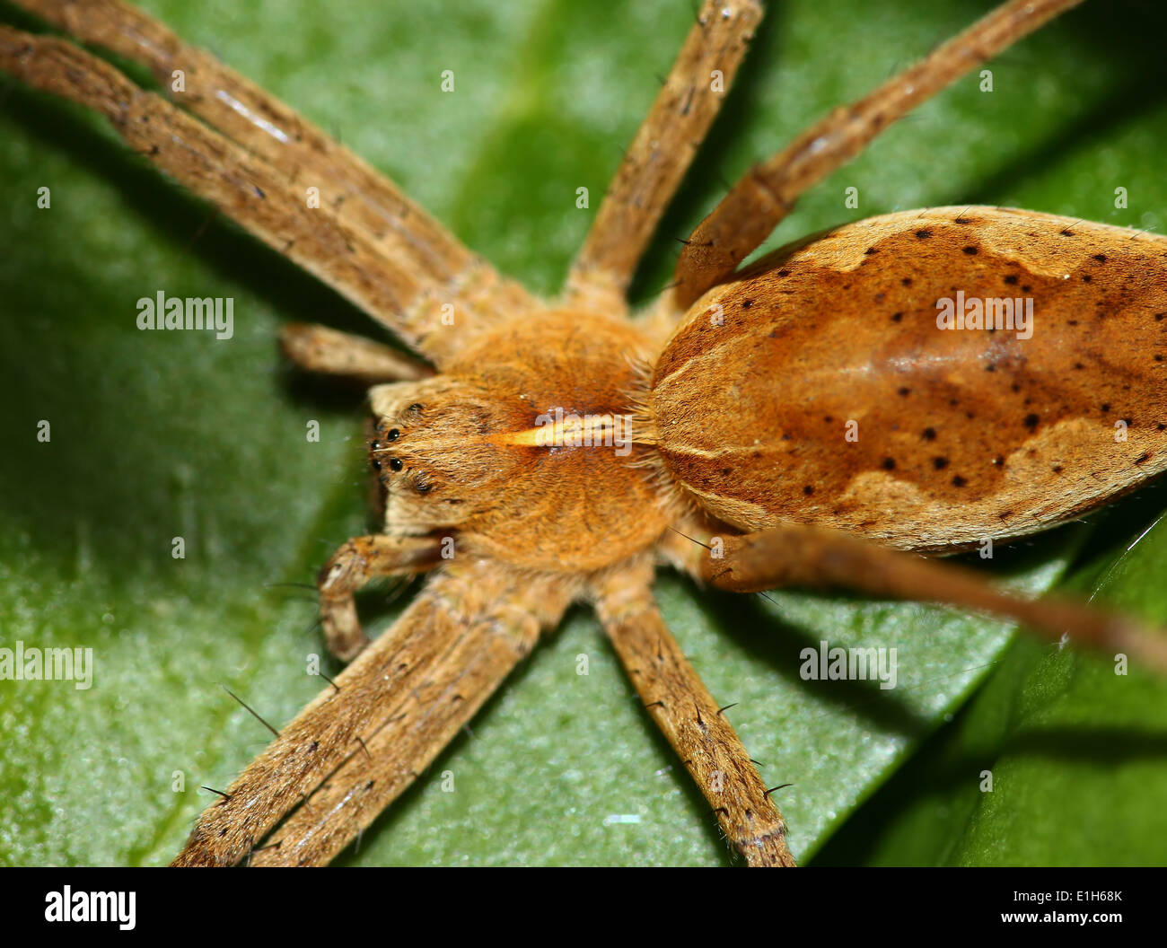 Nursery web spider or Wolf Spider (Pisaura mirabilis Stock Photo - Alamy