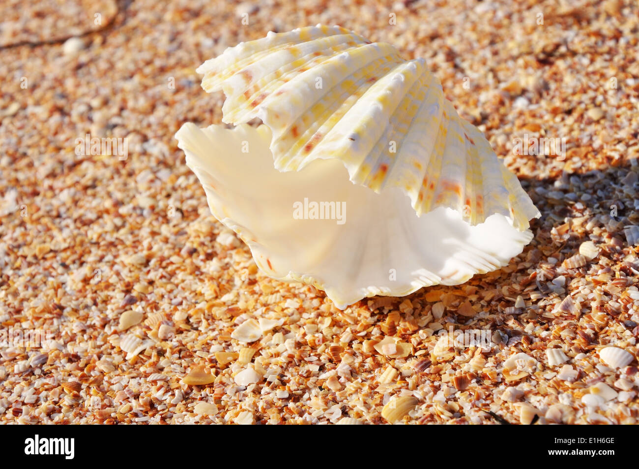 Exotic shell on the beach with tiny shells Stock Photo - Alamy