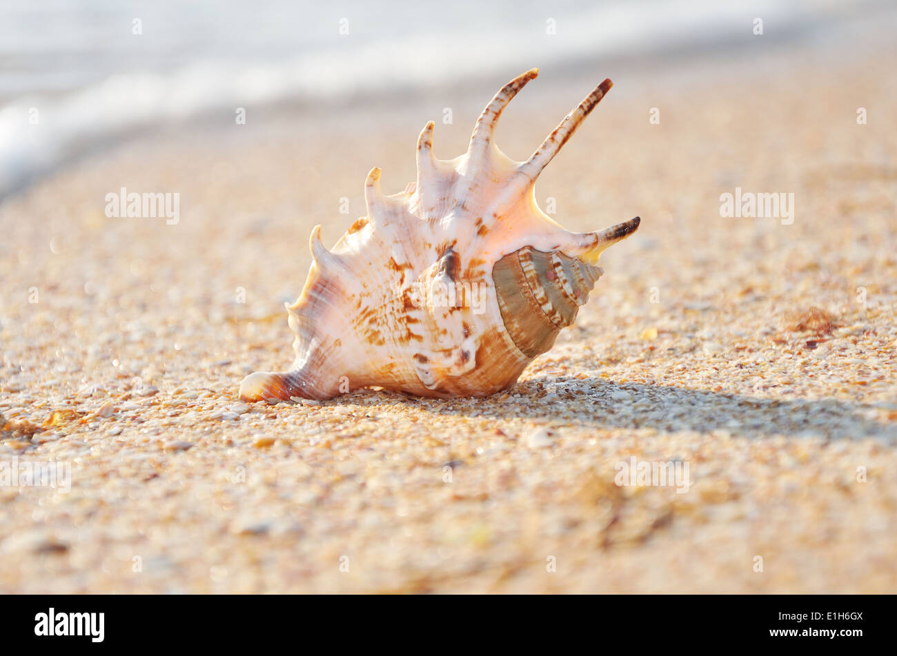 Exotic shell on the beach and calm surf behind Stock Photo - Alamy