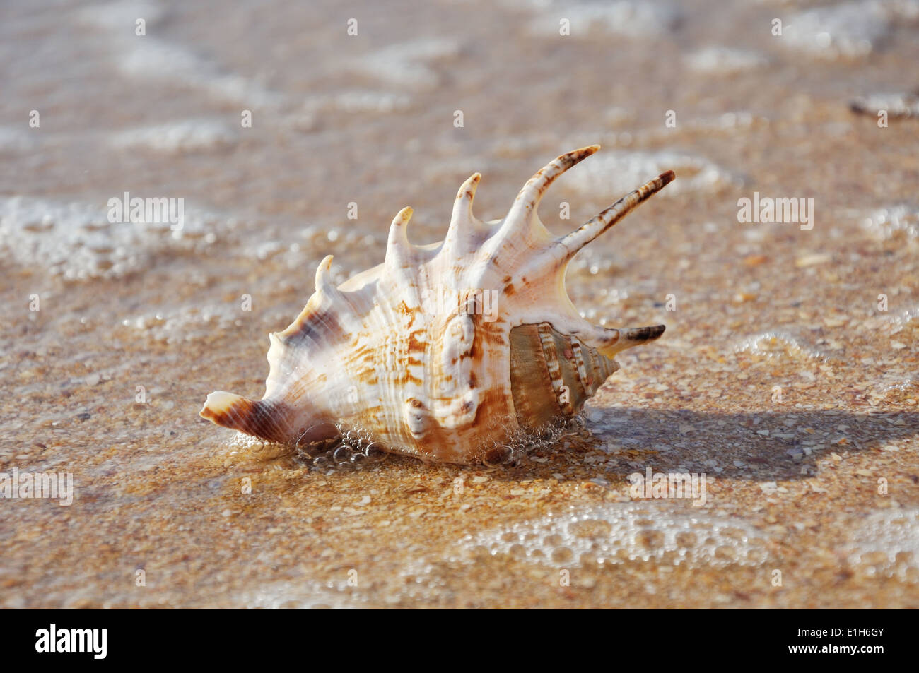 Mollusk sea shell hi-res stock photography and images - Alamy