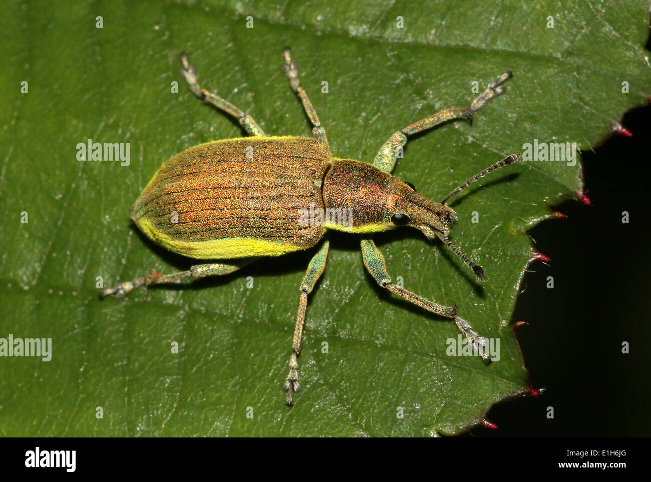 Groene distelsnuitkever hi-res stock photography and images - Alamy