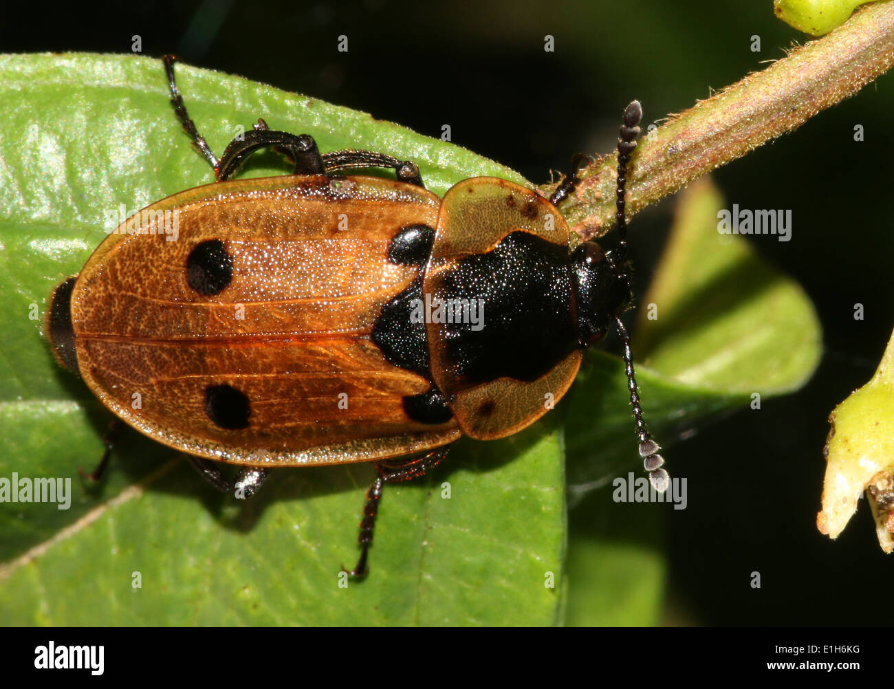Four-spotted carrion beetle (Xylodrepa quadrimaculata, Dendroxena ...
