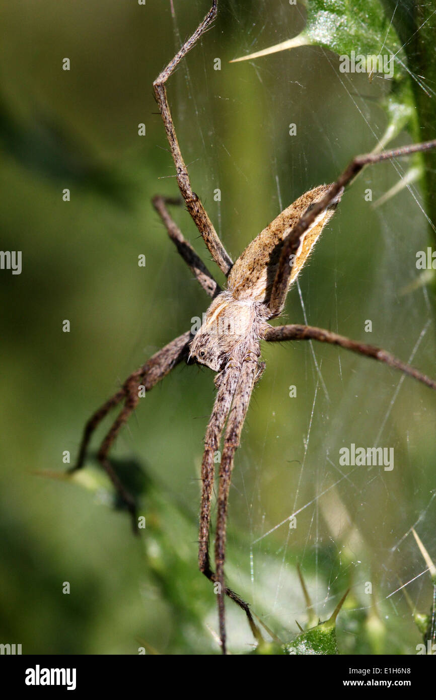 Nursery web spider or Wolf Spider (Pisaura mirabilis) in web Stock ...