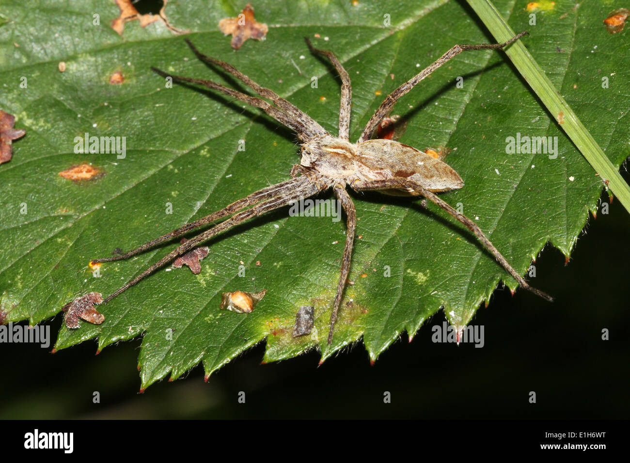 Wolfspin Web