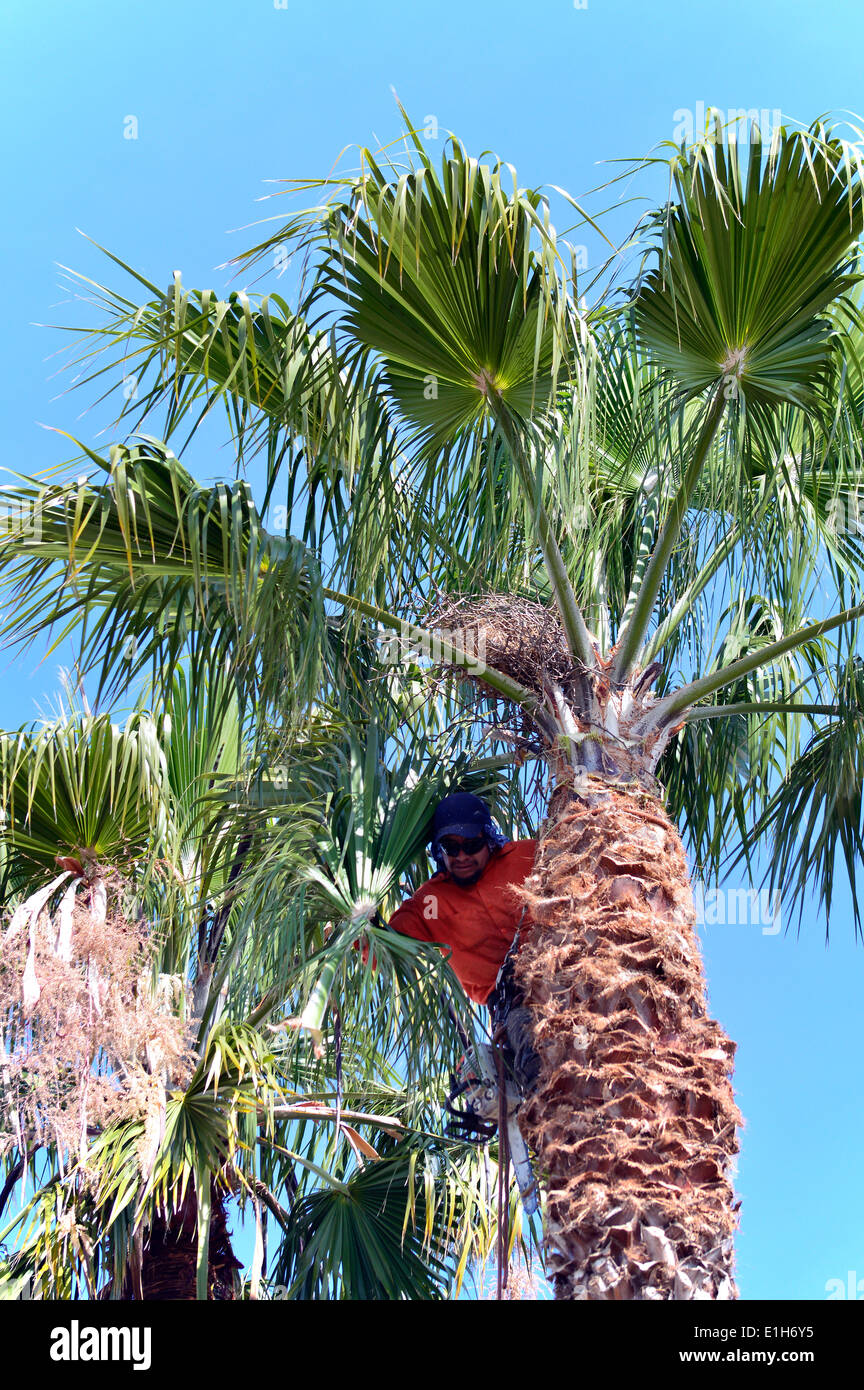 Cutting back a tree hi-res stock photography and images - Alamy