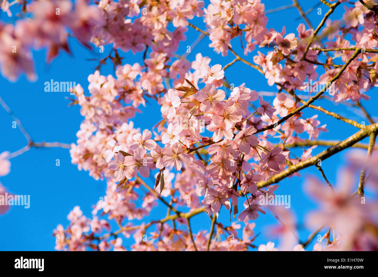 Pink tree low angle hi-res stock photography and images - Alamy