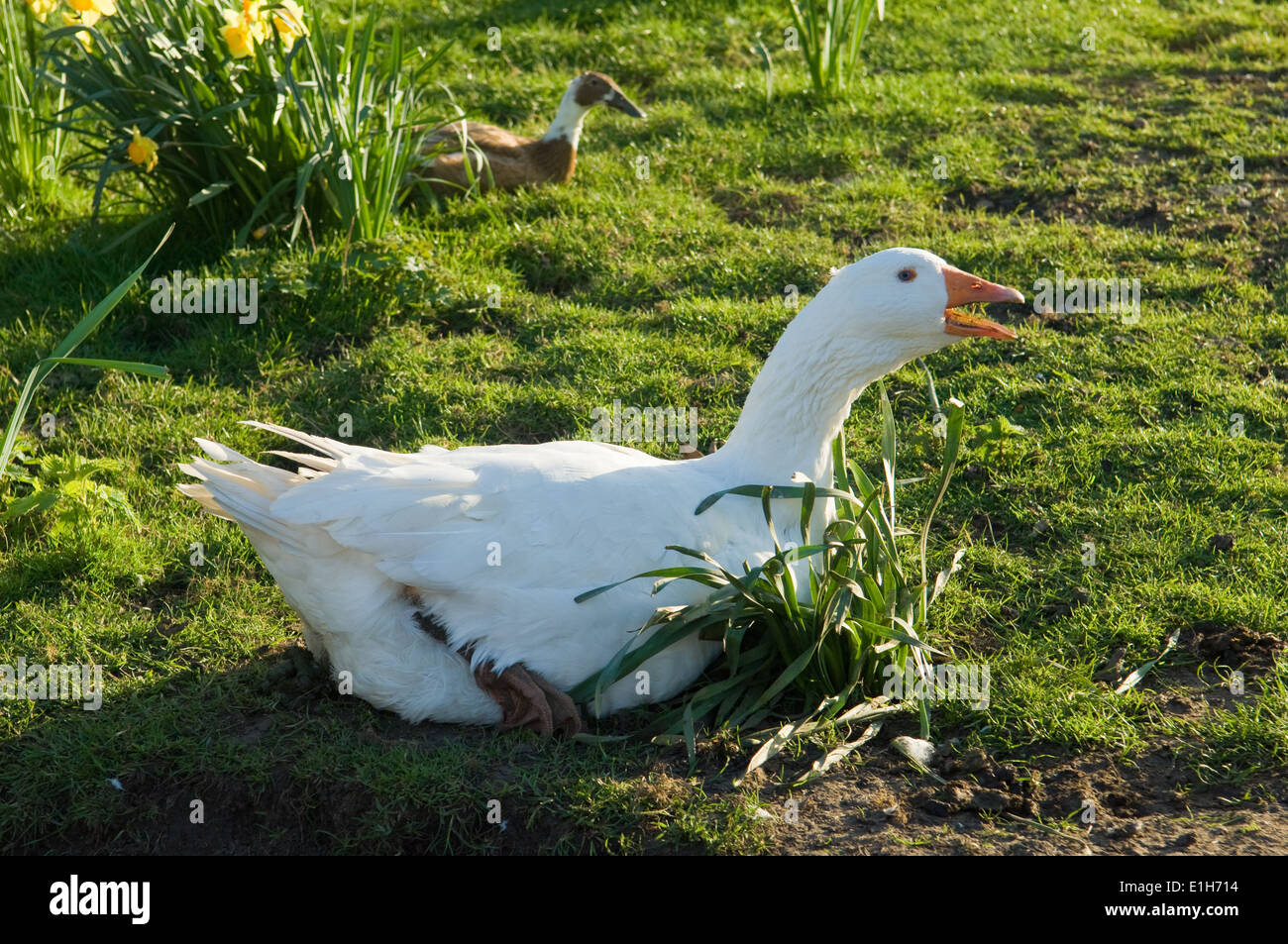 Farm goose sitting in grass Stock Photo - Alamy