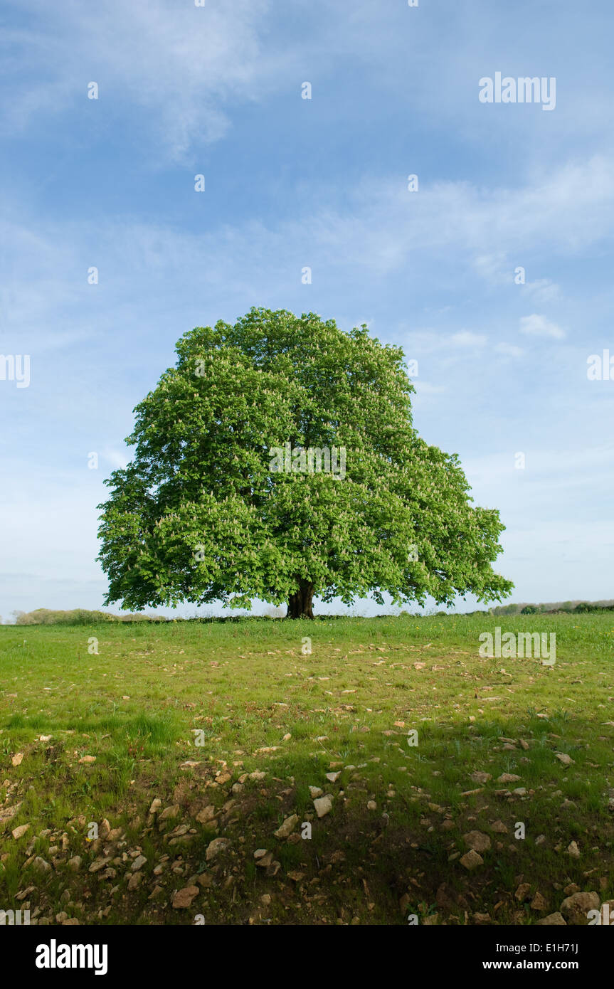 Green trees grow on hills hi-res stock photography and images - Alamy