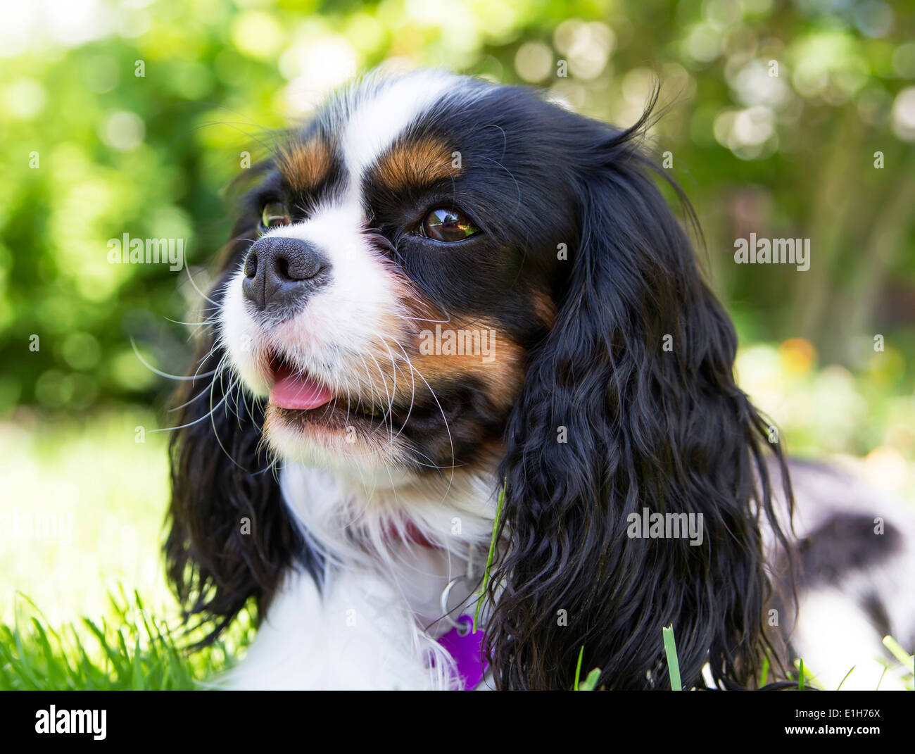 Cavalier view hi-res stock photography and images - Alamy