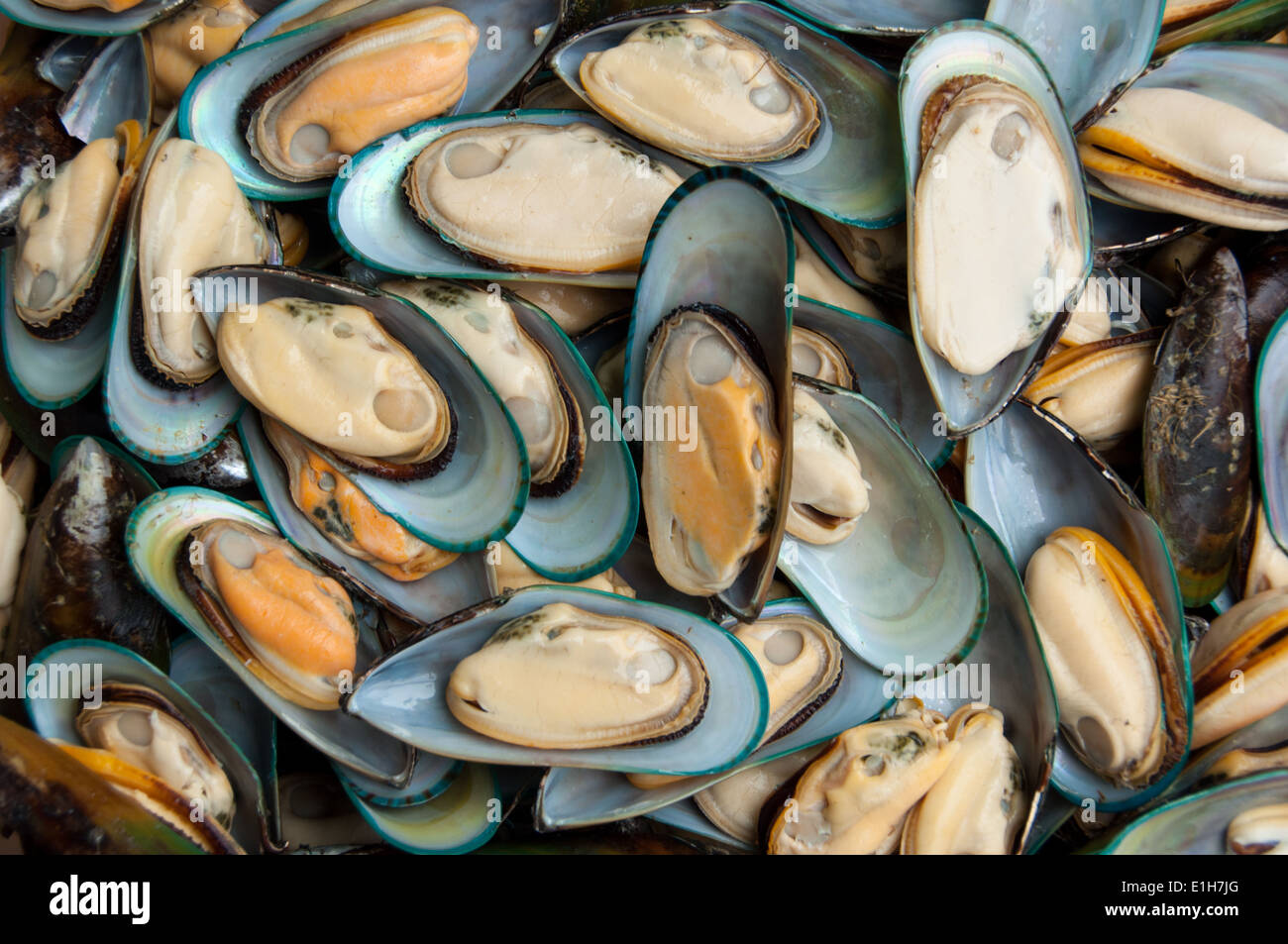New zealand green lip mussels hi-res stock photography and images - Alamy