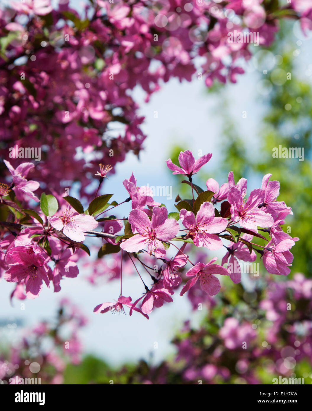 Spring Cherry blossoms Stock Photo - Alamy