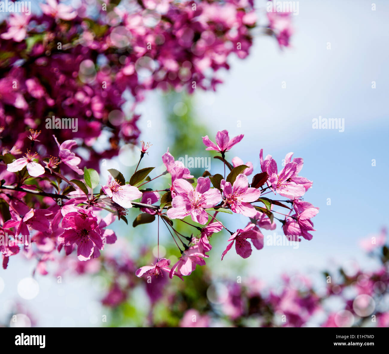 Japanese may cherry hi-res stock photography and images - Alamy