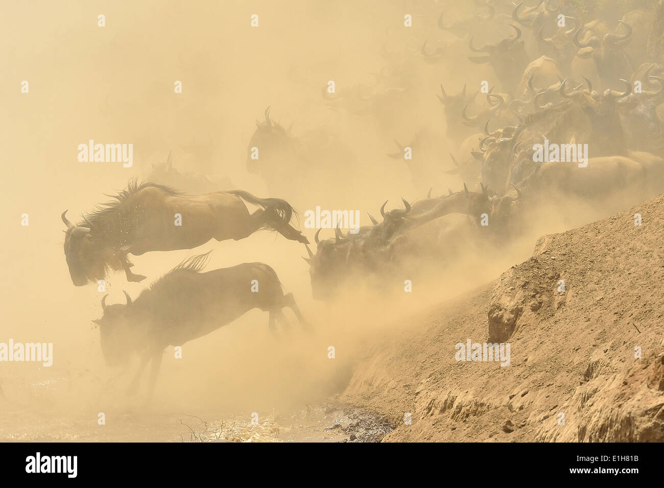 Western white-bearded wildebeest jumping from dusty riverbank Stock ...