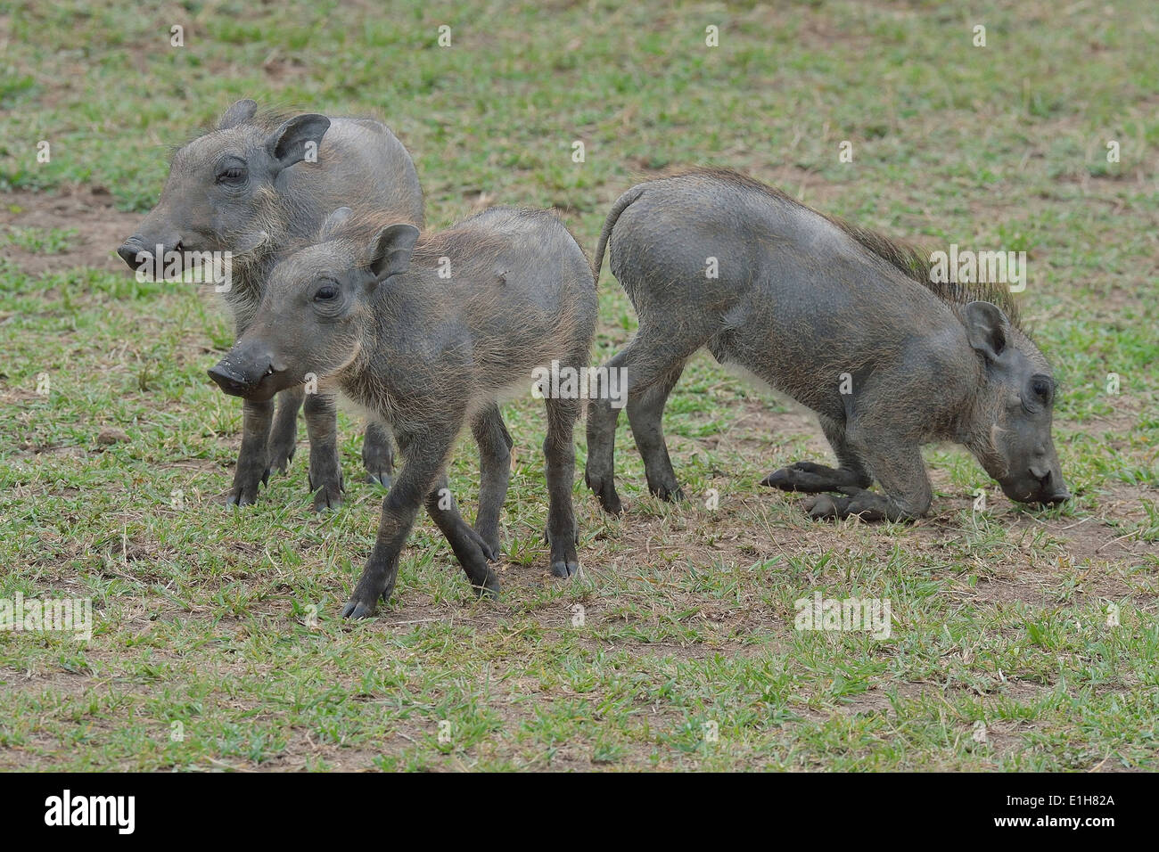 Three Central african warthogs (Phacochoerus africanus massaicus) Mara ...