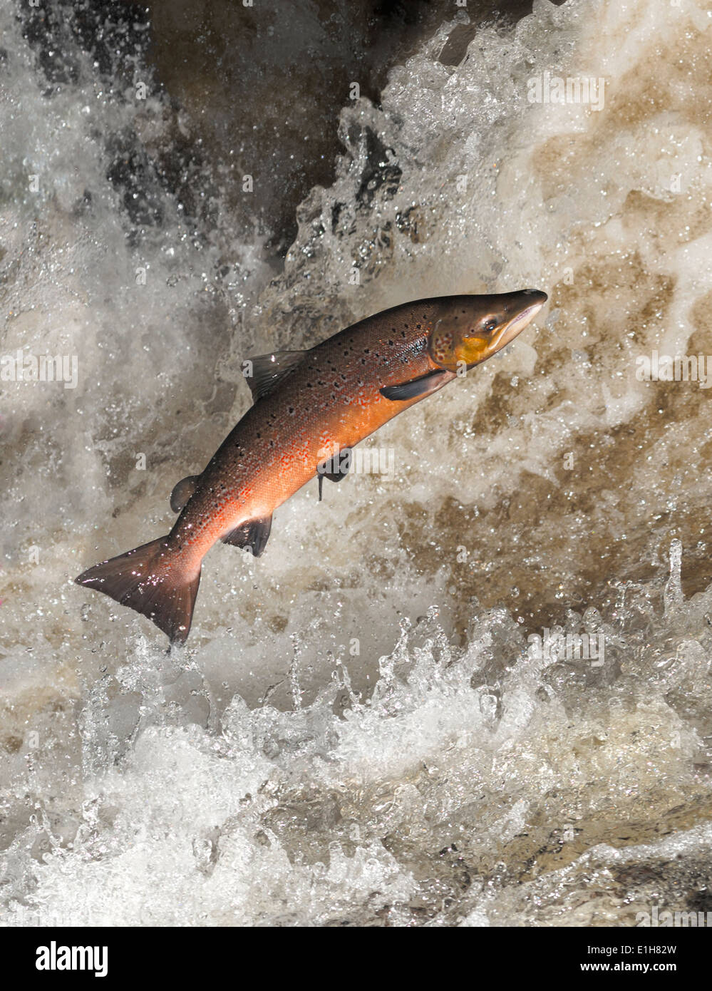 Salmon - Salmo salar Stock Photo - Alamy