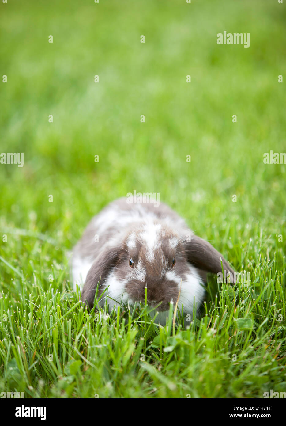 Mini lop hi-res stock photography and images - Alamy