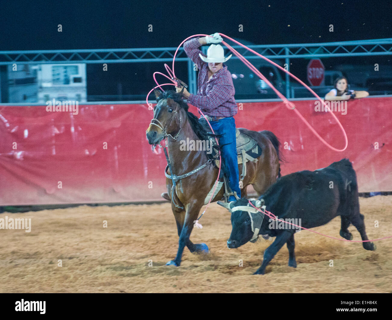 Cowboy Participating in a Calf roping Competition at the Clark County ...
