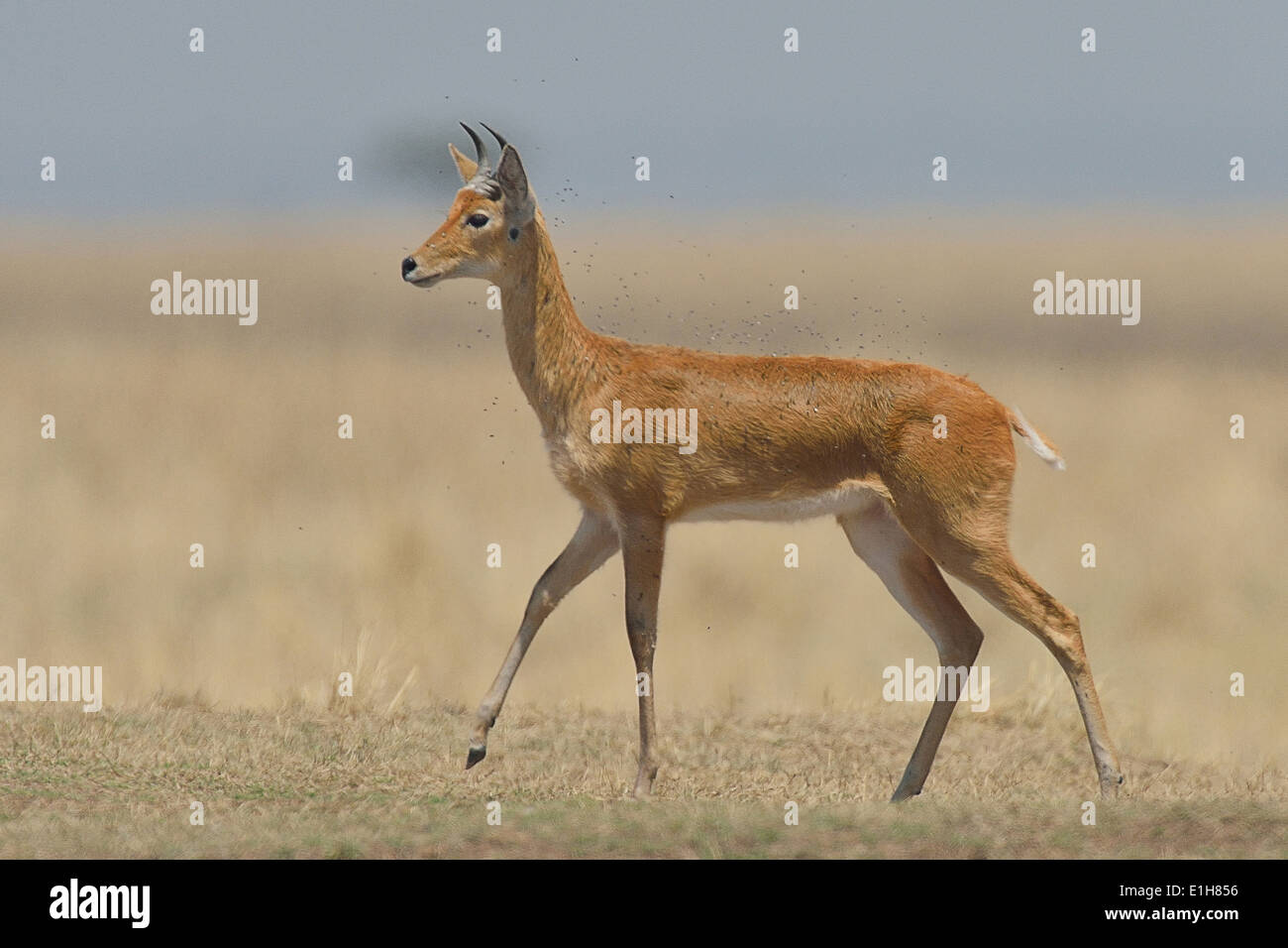 Bohor Reedbuck (Redunca redunca), Mara Triangle, Maasai Mara National ...
