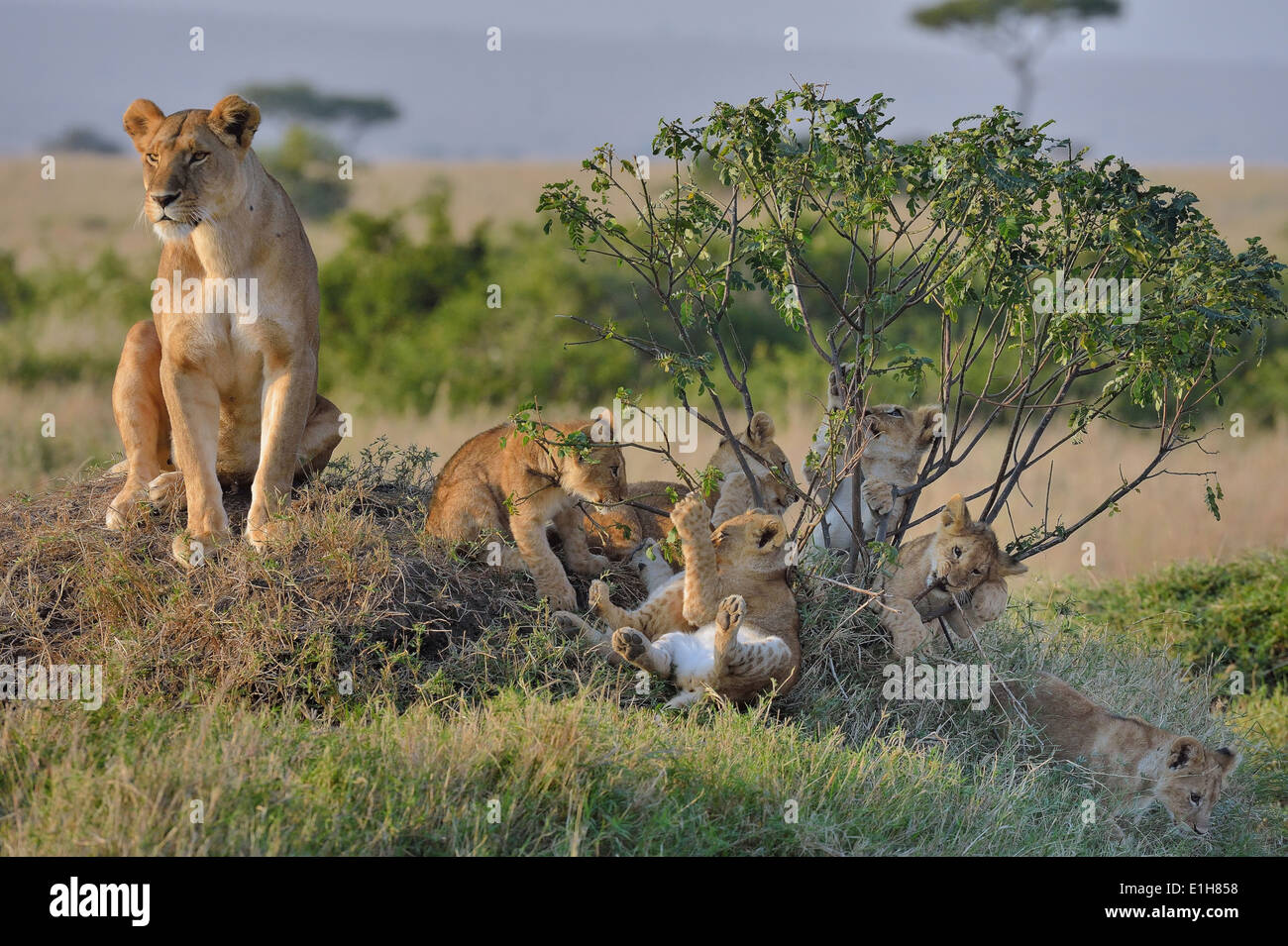 Mara triangle hi-res stock photography and images - Alamy