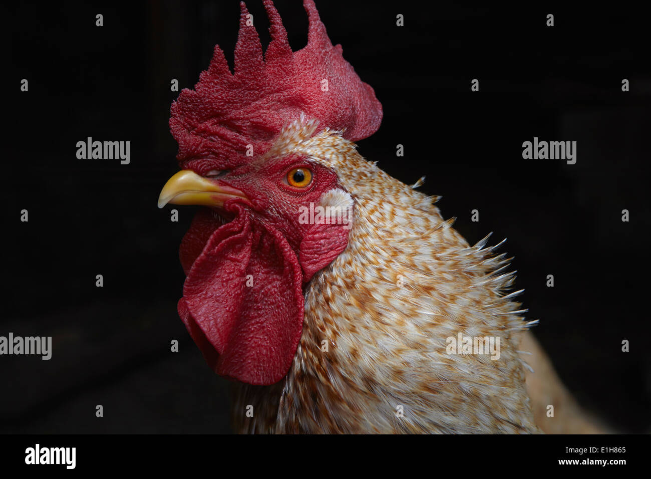 1 hen hi-res stock photography and images - Alamy