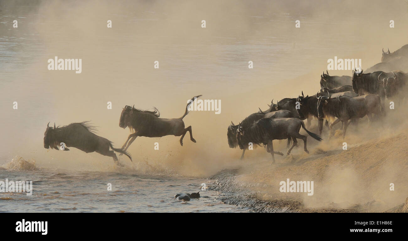 Wildebeest Jumping High Resolution Stock Photography and Images - Alamy