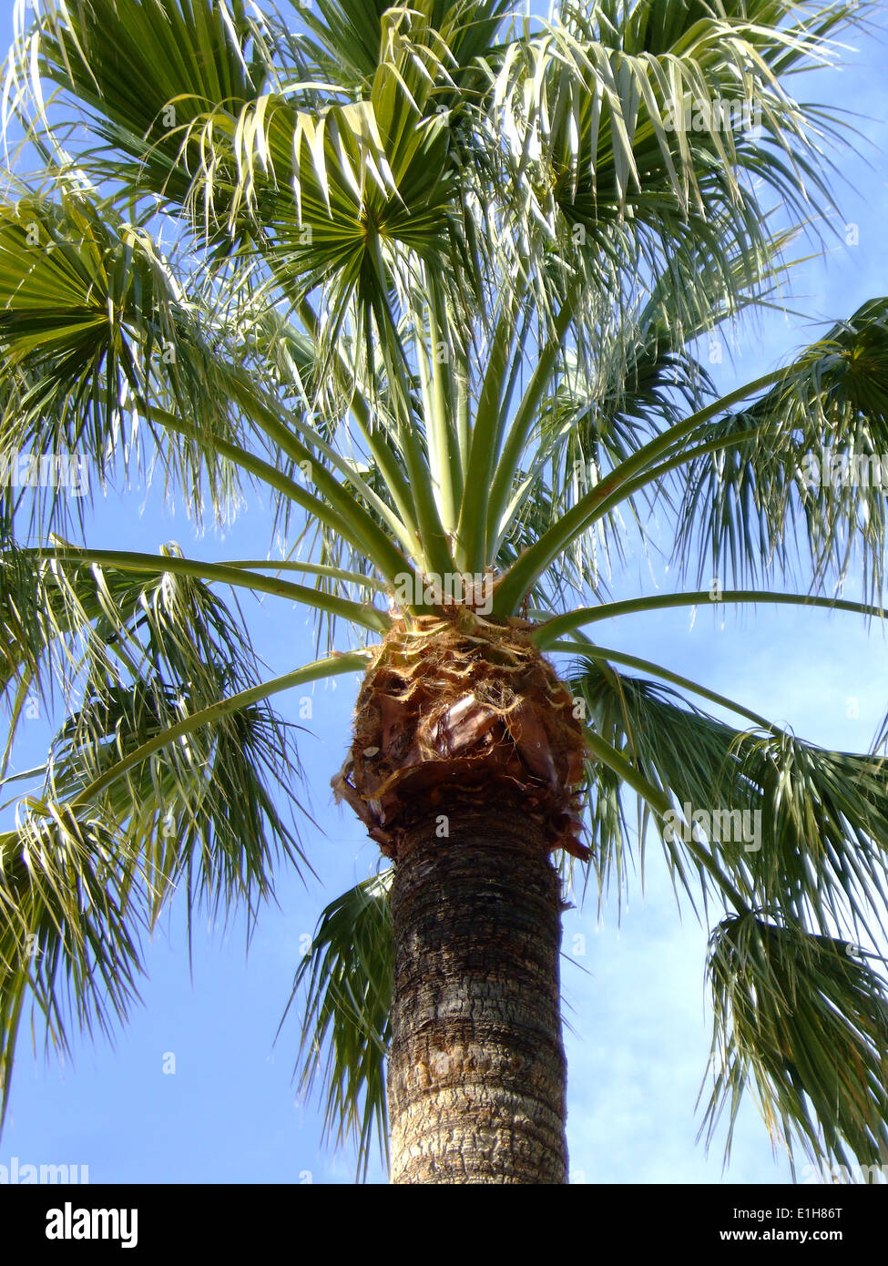 Single palm tree in close up Stock Photo - Alamy