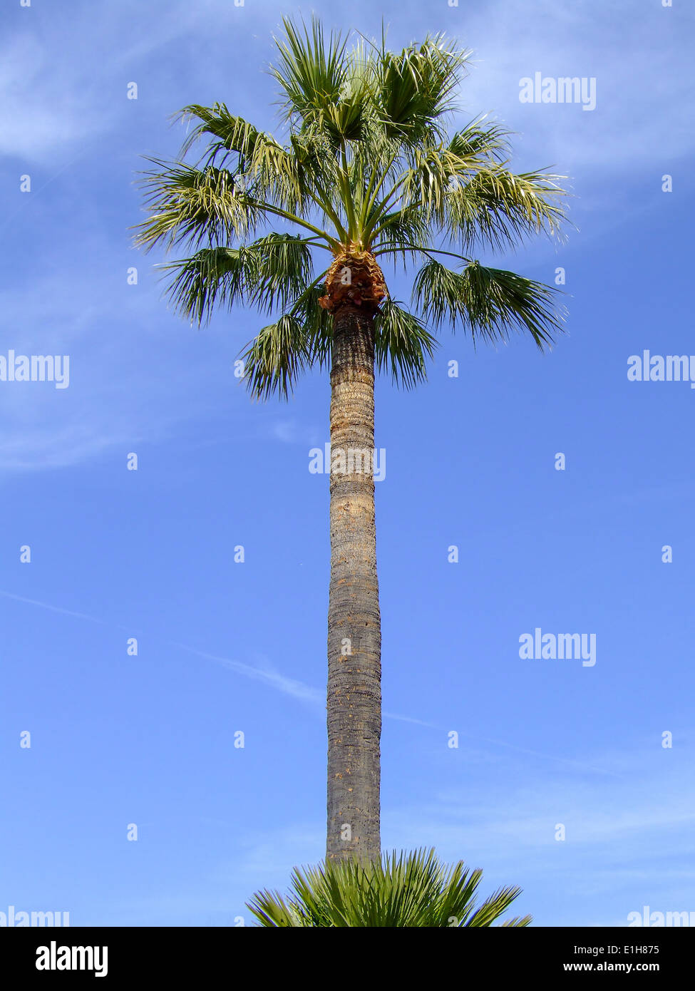 Single palm tree in close up Stock Photo - Alamy