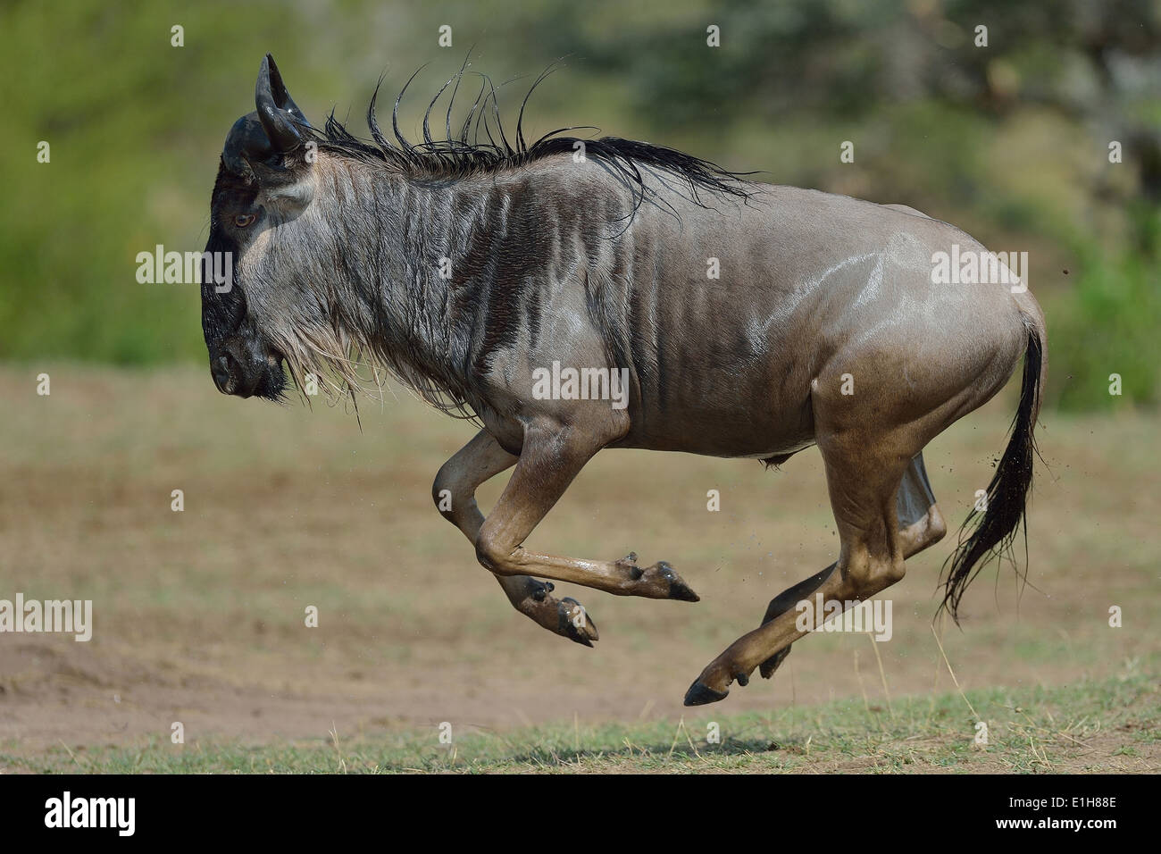 Side view of a wildebeest running hi-res stock photography and images ...