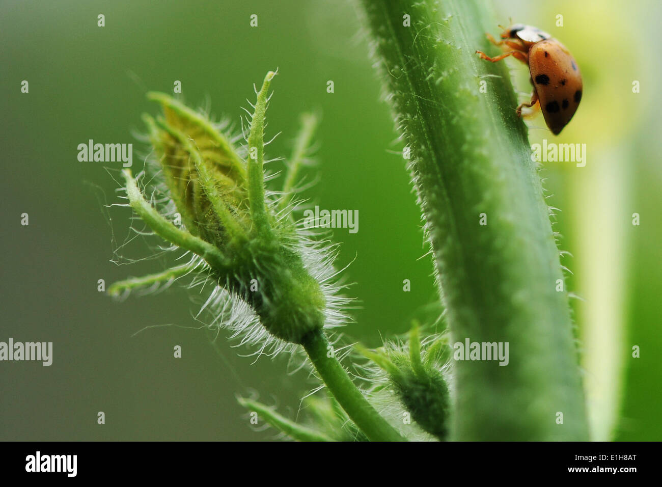 Extreme close up beetle hi-res stock photography and images - Alamy