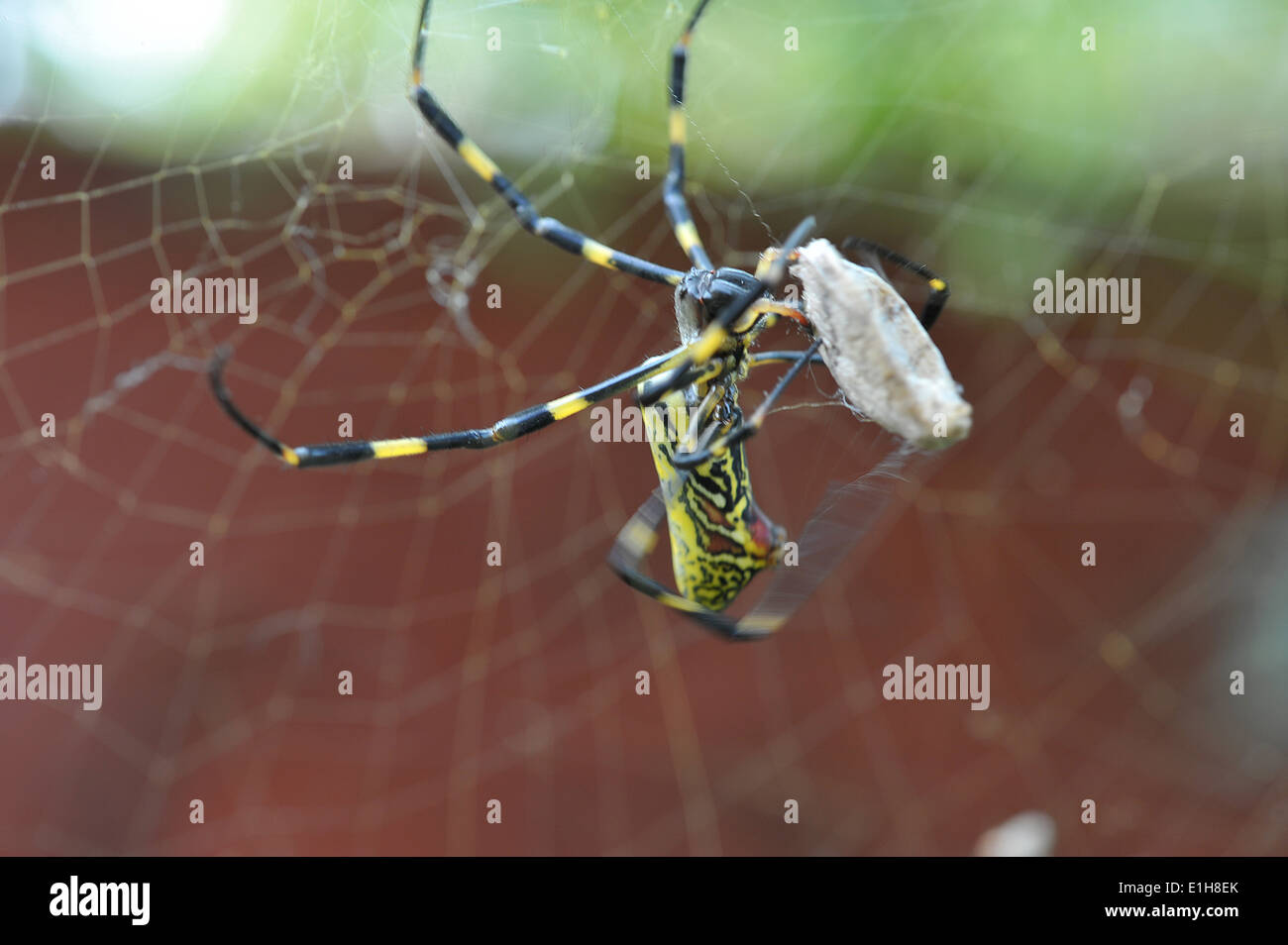 Insect caught in spider web hi-res stock photography and images - Alamy