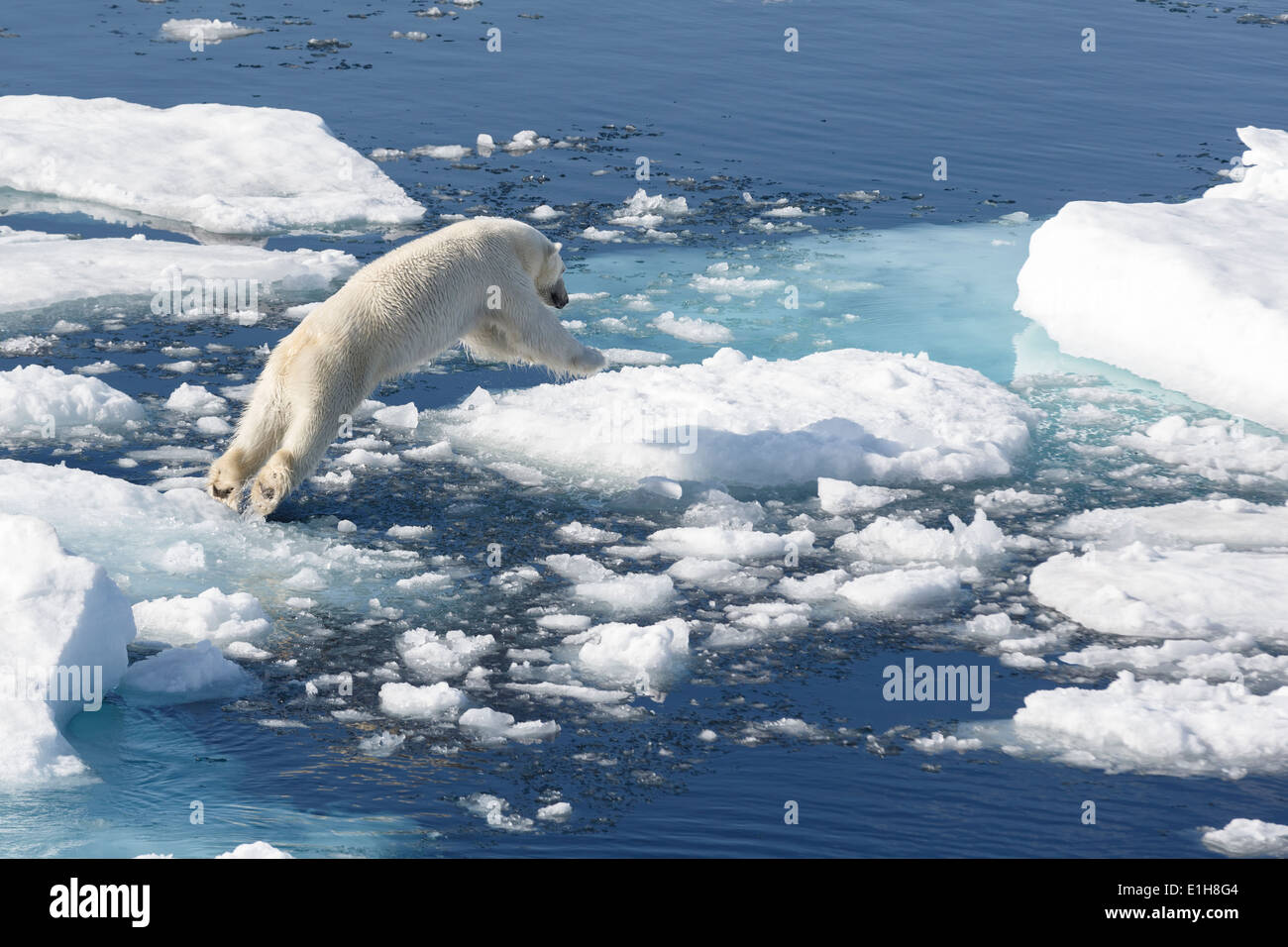 Polar bear jump hi-res stock photography and images - Alamy
