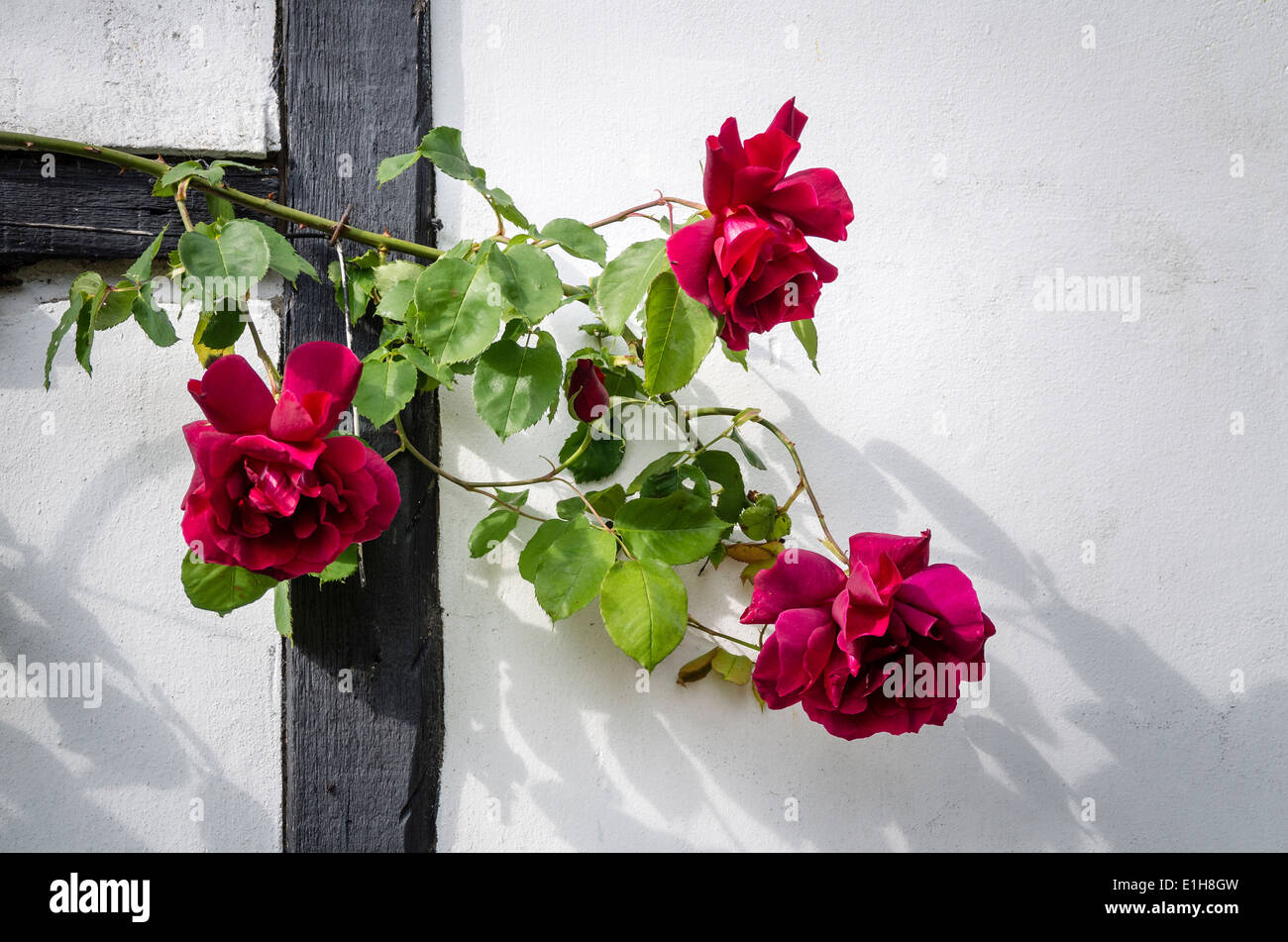 Roses Wall Frame High Resolution Stock Photography and Images - Alamy