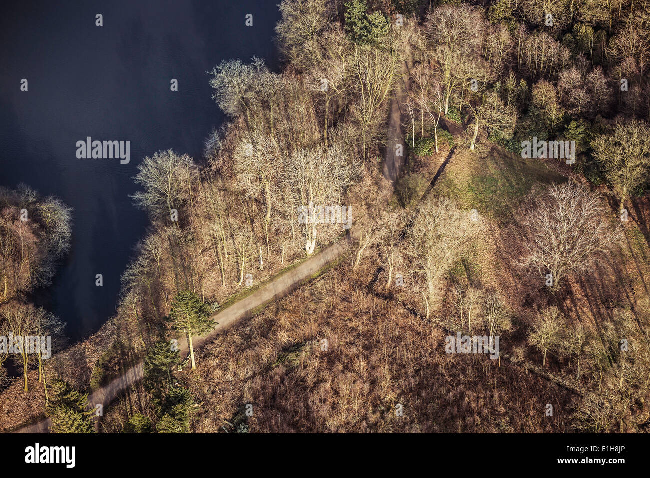 Aerial view of trees Stock Photo - Alamy