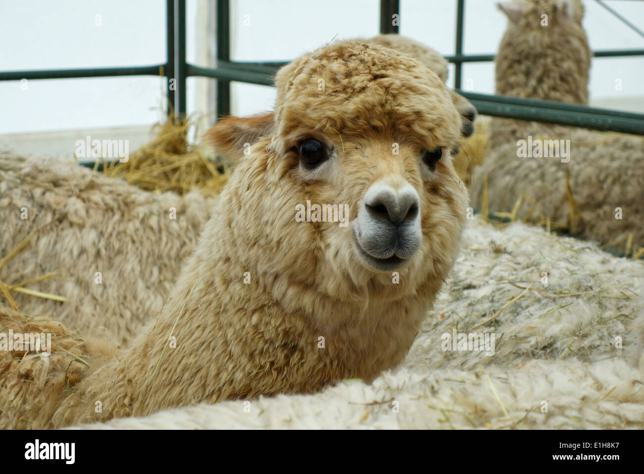 Profile llama animal head hi-res stock photography and images - Alamy