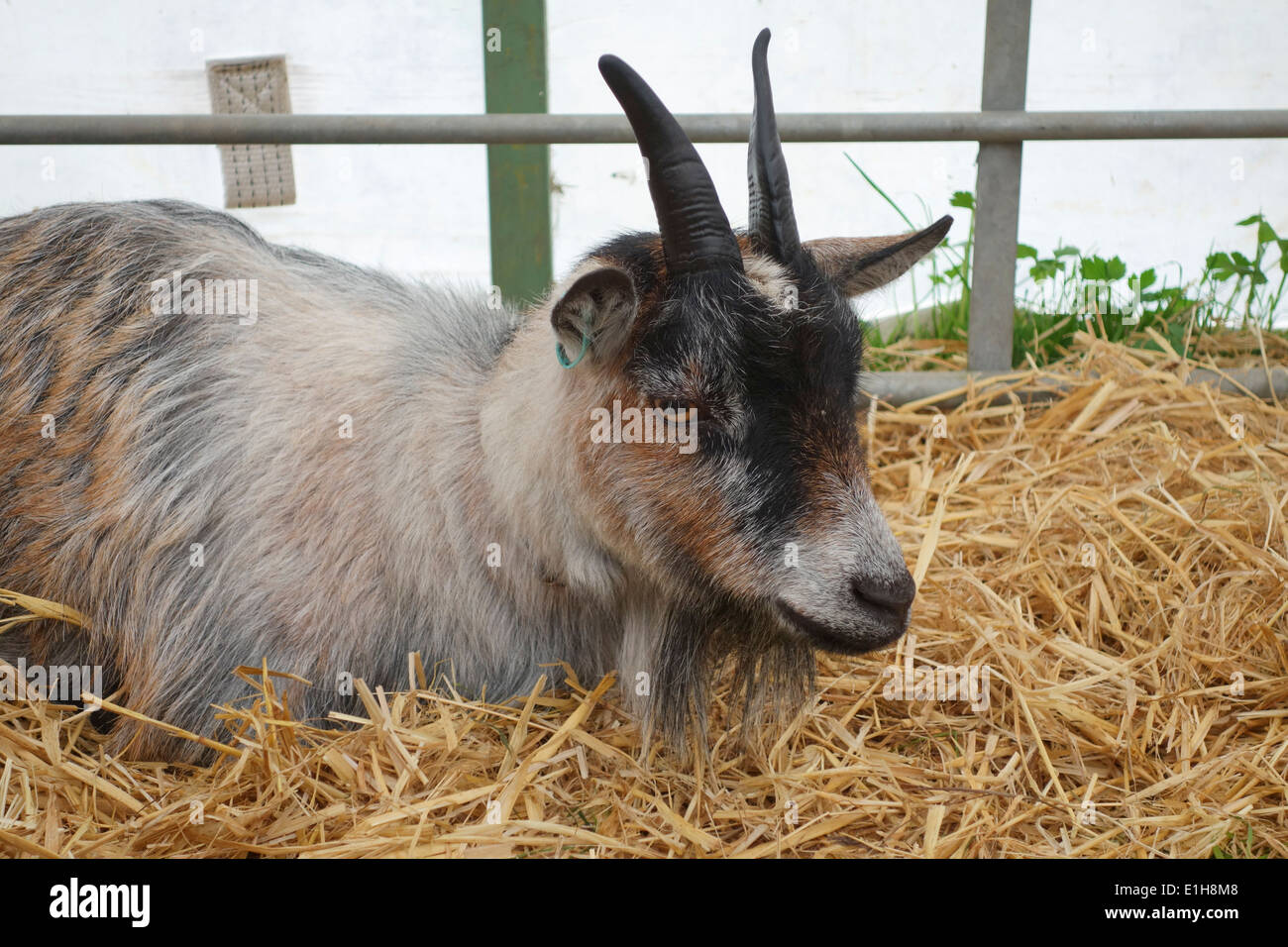 Pygmy Goat High Resolution Stock Photography and Images - Alamy
