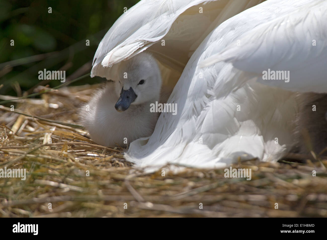 Cygnet under wing hi-res stock photography and images - Alamy
