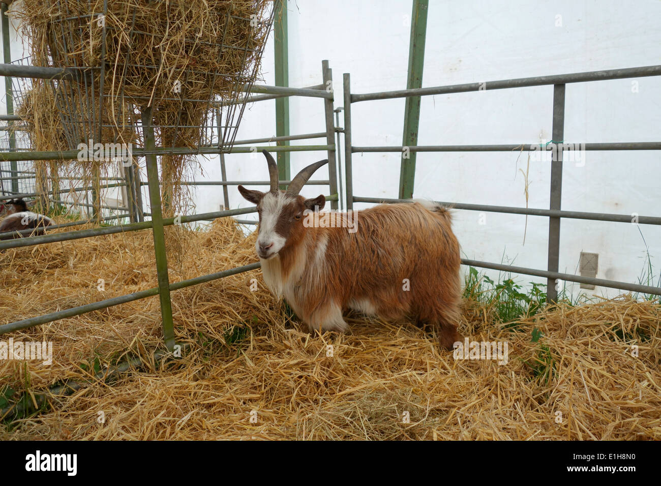 A pygmy goat at The Bath & West Show, Shepton Mallet, Somerset, England ...