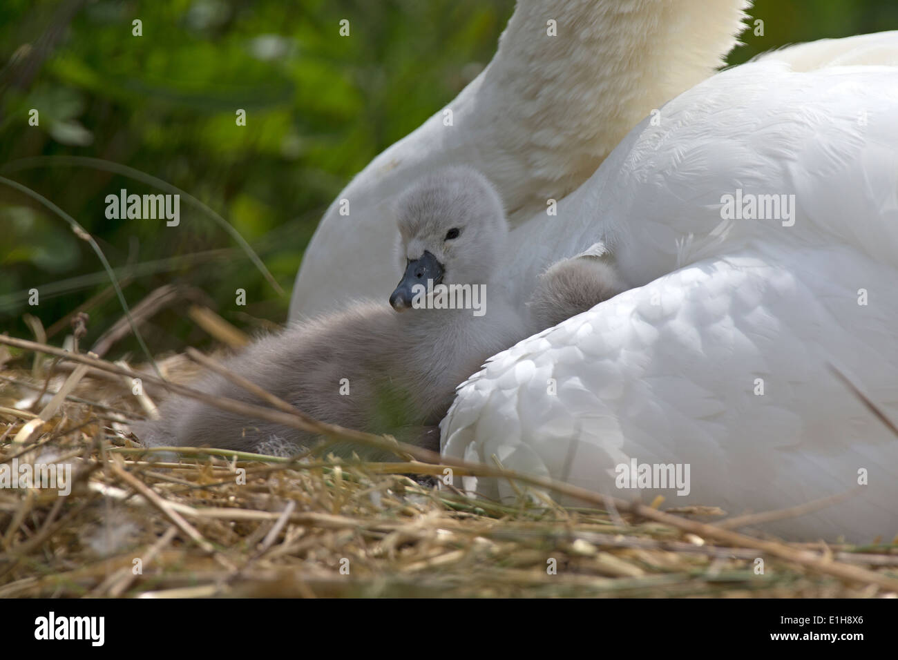 Mute Swan, Cygnus olor cygnet on the nest with mother Stock Photo - Alamy