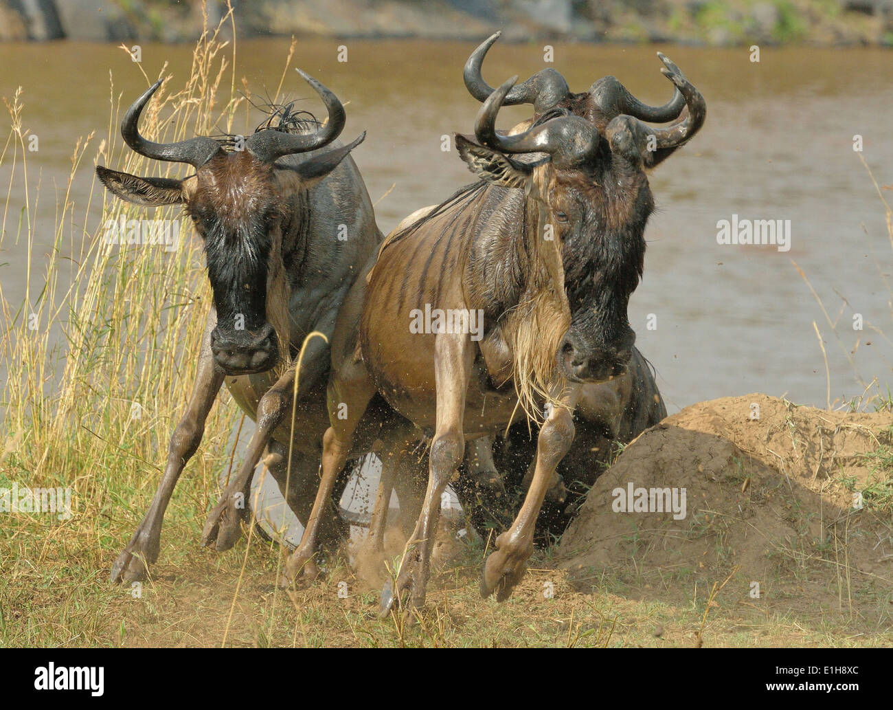 Small group of Western white-bearded wildebeest clambering up riverbank ...