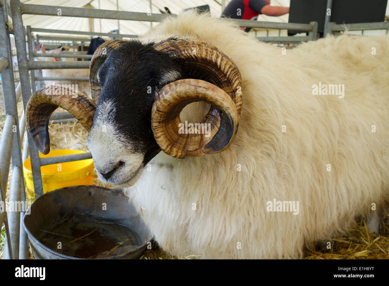 The Rare Breed High Resolution Stock Photography and Images - Alamy