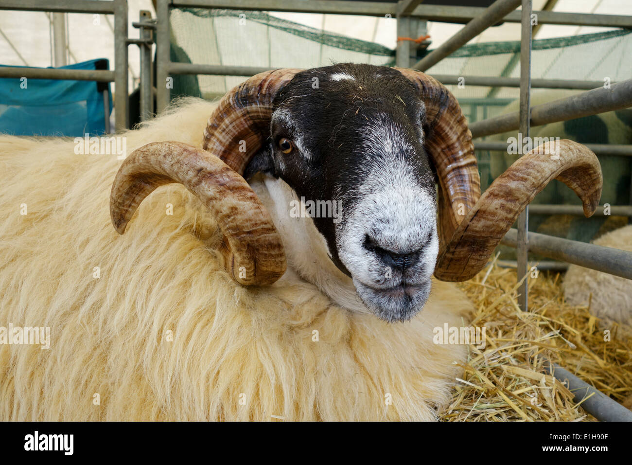 Rare breed sheep hi-res stock photography and images - Alamy