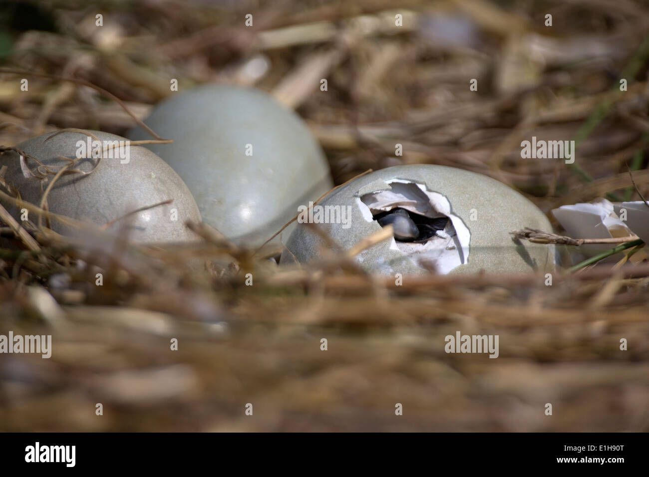 Mute Swan Egg High Resolution Stock Photography and Images - Alamy
