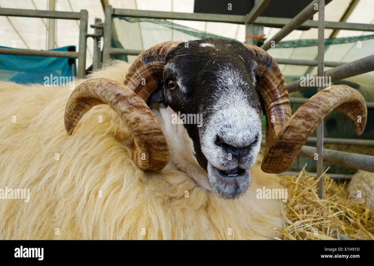 Rare breed sheep uk hi-res stock photography and images - Alamy